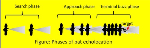 Echolocation of Bats, Echolocation of Bats, Types of Calls, Self-deafening